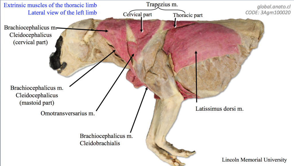 Extrinsic Muscles Of The Canine Thoracic Limb Global anato cl Extrinsic Muscles Of The Canine Thoracic Limb Global anato cl