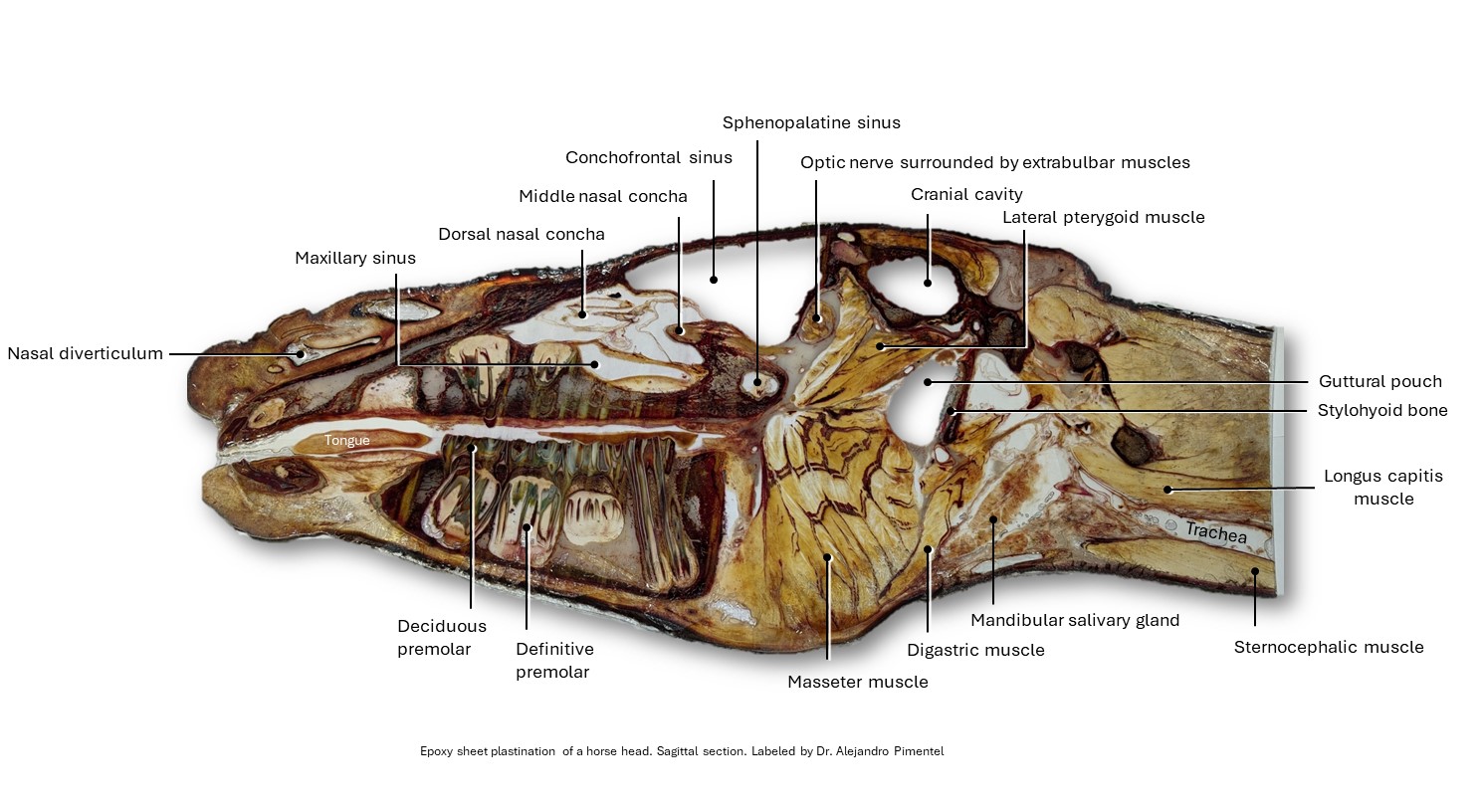 Epoxy sheet plastination of a horse head sagittal section – global.anato.cl