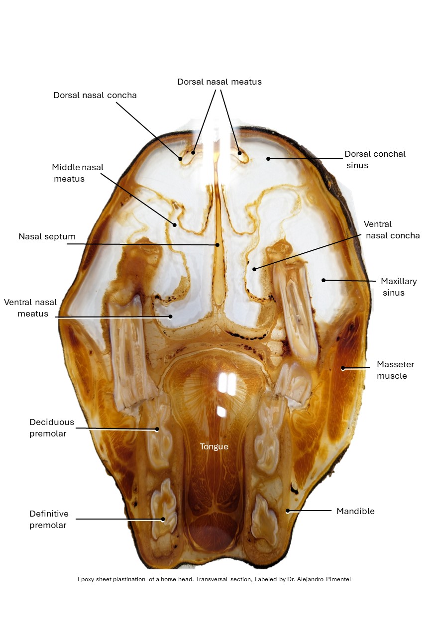 Epoxy sheet plastination of a horse transverse section – global.anato.cl